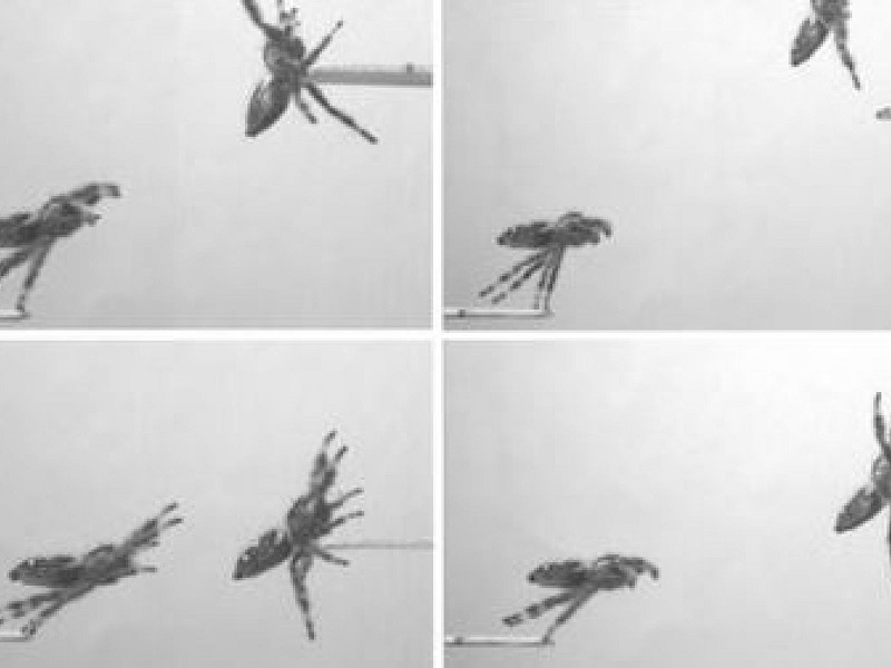 Scientists Train Spider To Jump For Robot Research | eTeknix Scientists Train Spider To Jump For Robot Research | eTeknix